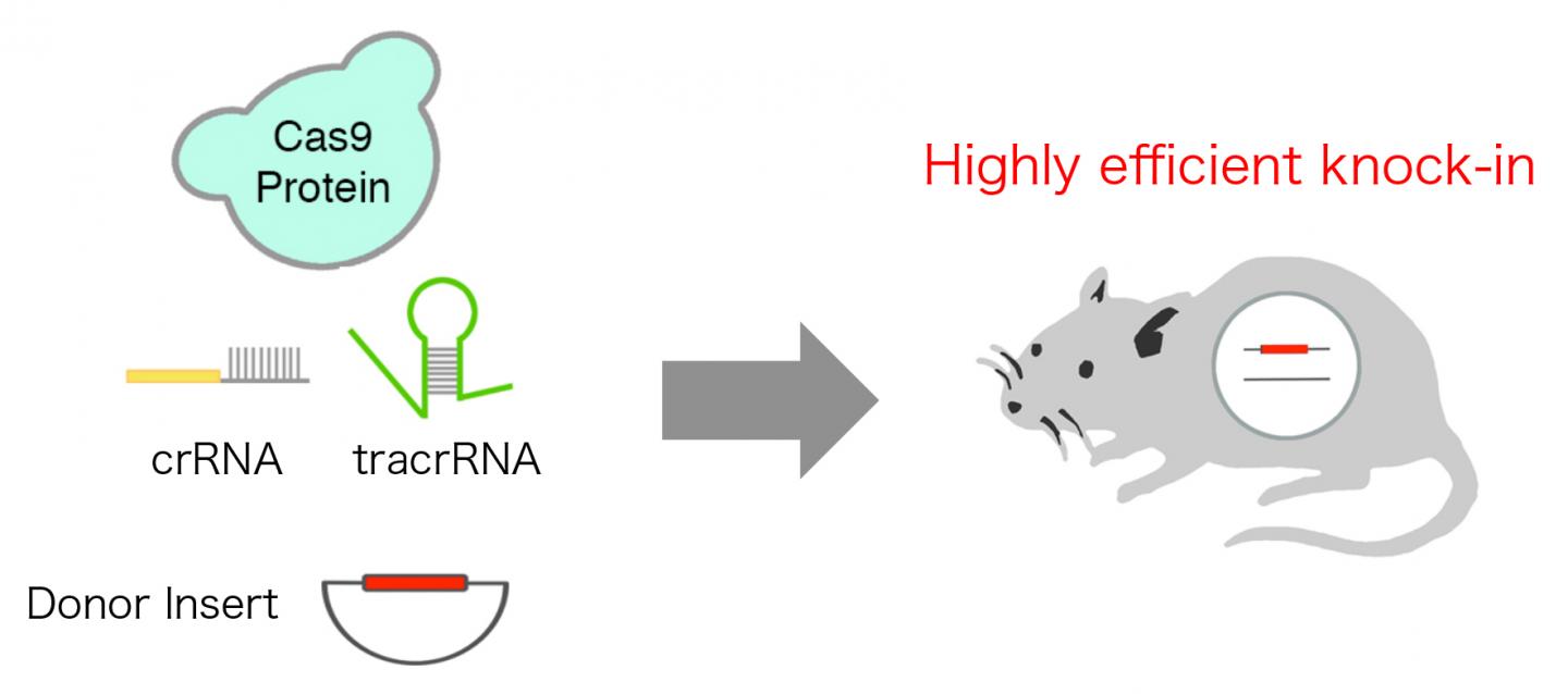 Highly efficient CRISPR knock-in in mouse | Science Codex Highly efficient CRISPR knock-in in mouse | Science Codex